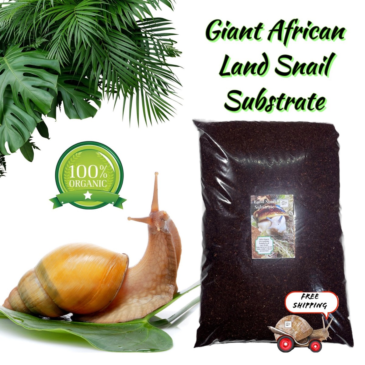 Giant African Slug Giant African Snail | Animal And Plant Health