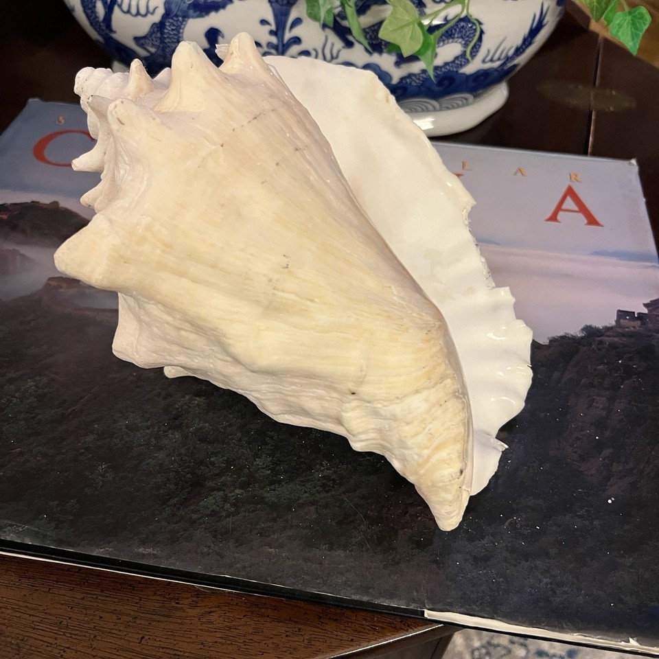 Large Horned King Queen Helmet Conch Sea Shell 10x7” | eBay