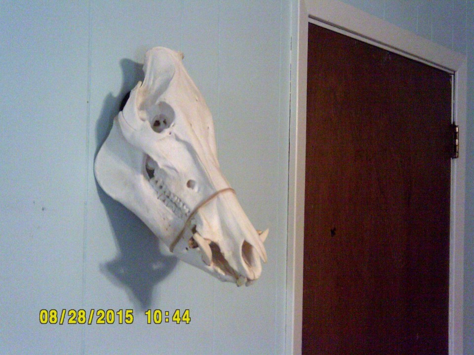 European Whitetail Skull Whitening Kit (enough for one Skull) works on ...