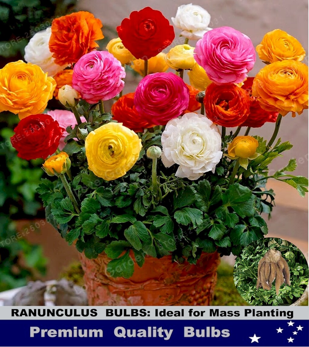 RANUNCULUS -BULBS BURGUNDY 25x BULBS | eBay Australia