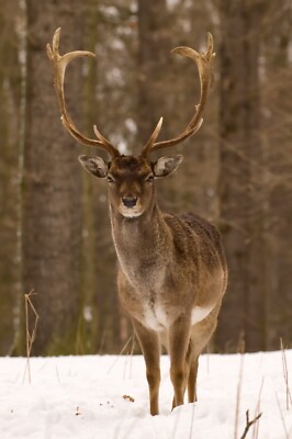 A Buck Deer Montana In The Snow Winter Scene Rare Photo Up to 20 x 30 ...