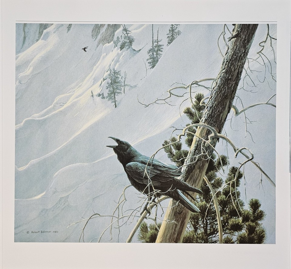 Robert Bateman Winter in the Mountains Raven 1983 Bird Art Bookplate | eBay