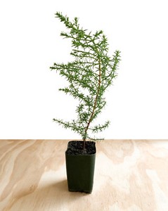 Zomo Garden | eBay Stores