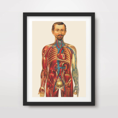 VICTORIAN DOCTORS ANATOMY MEDICAL ART PRINT Poster Decor Wall Chart ...