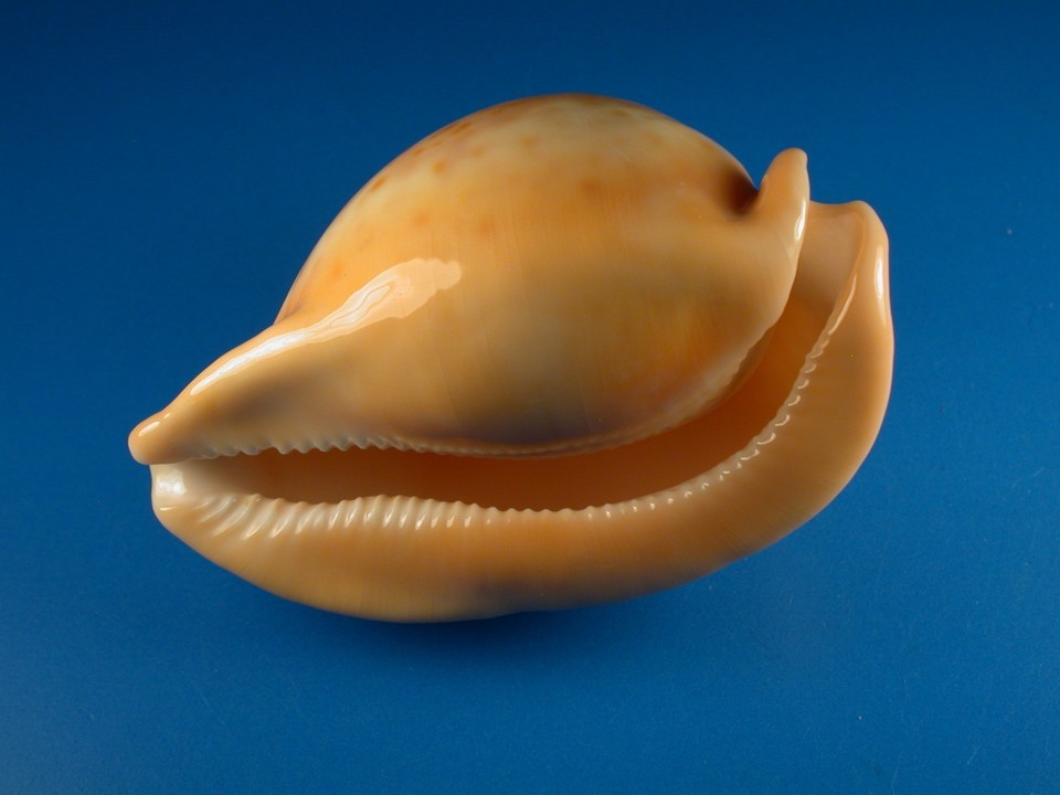 Cypraea armeniaca, Beautiful Color Pattern, 92.0mm, Australia Shell | eBay