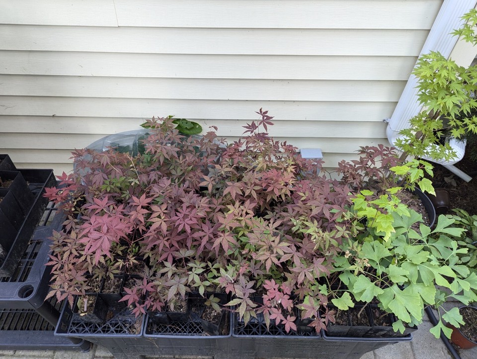 Red Leaf Japanese Maple Seedling - Acer palmatum var. atropurpureum | eBay