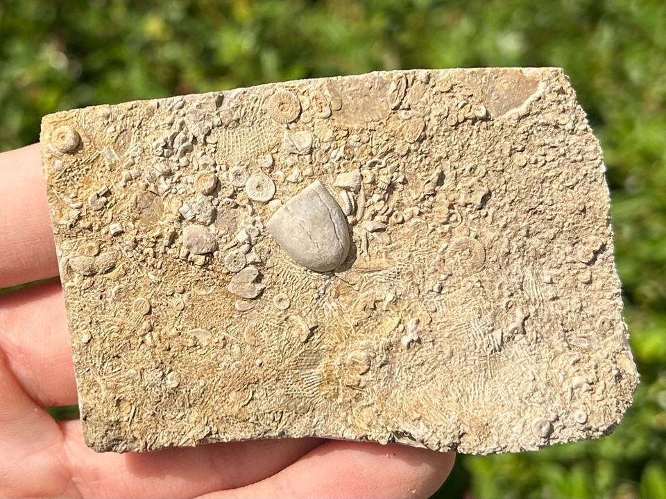 Fossil Crinoid in Matrix Agassizcrinus Alabama Bangor Limestone ...