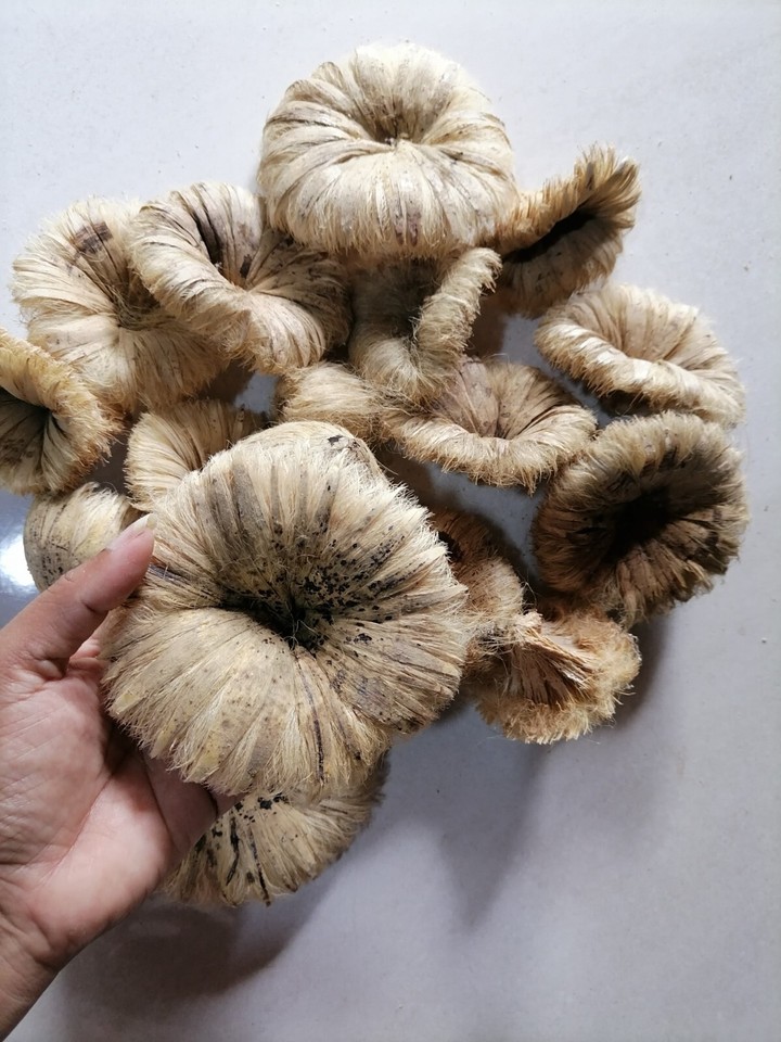 Ceylon Dried Organic Natural Areca Nut Husk Fiber Peel off Agriculture ...