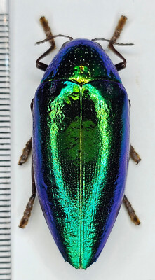 Buprestidae,Sternocera ruficornis,Saunders, 1866, 39mm. | eBay