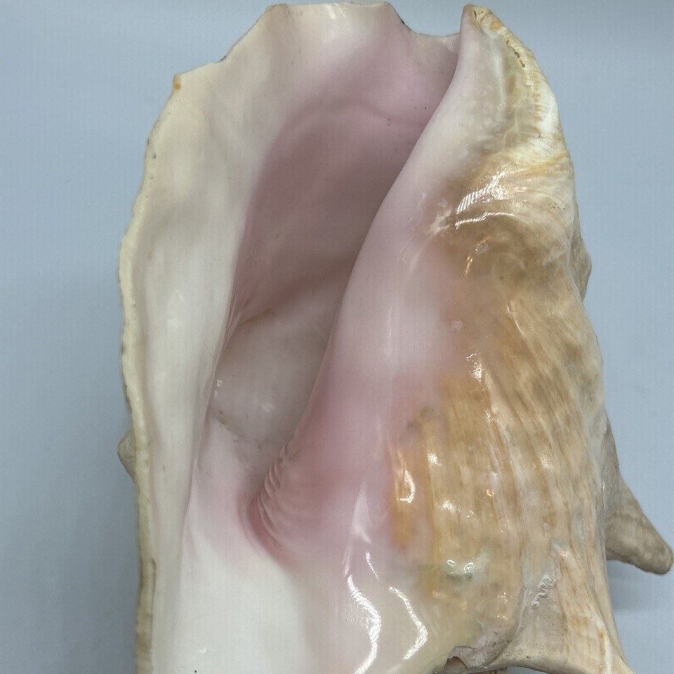 2.1# Conch Seashell (Pink) - Bahamas Pink Conch Shell Ocean Beach ...