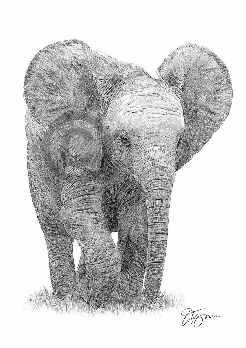 Realistic Baby Elephant Drawing
