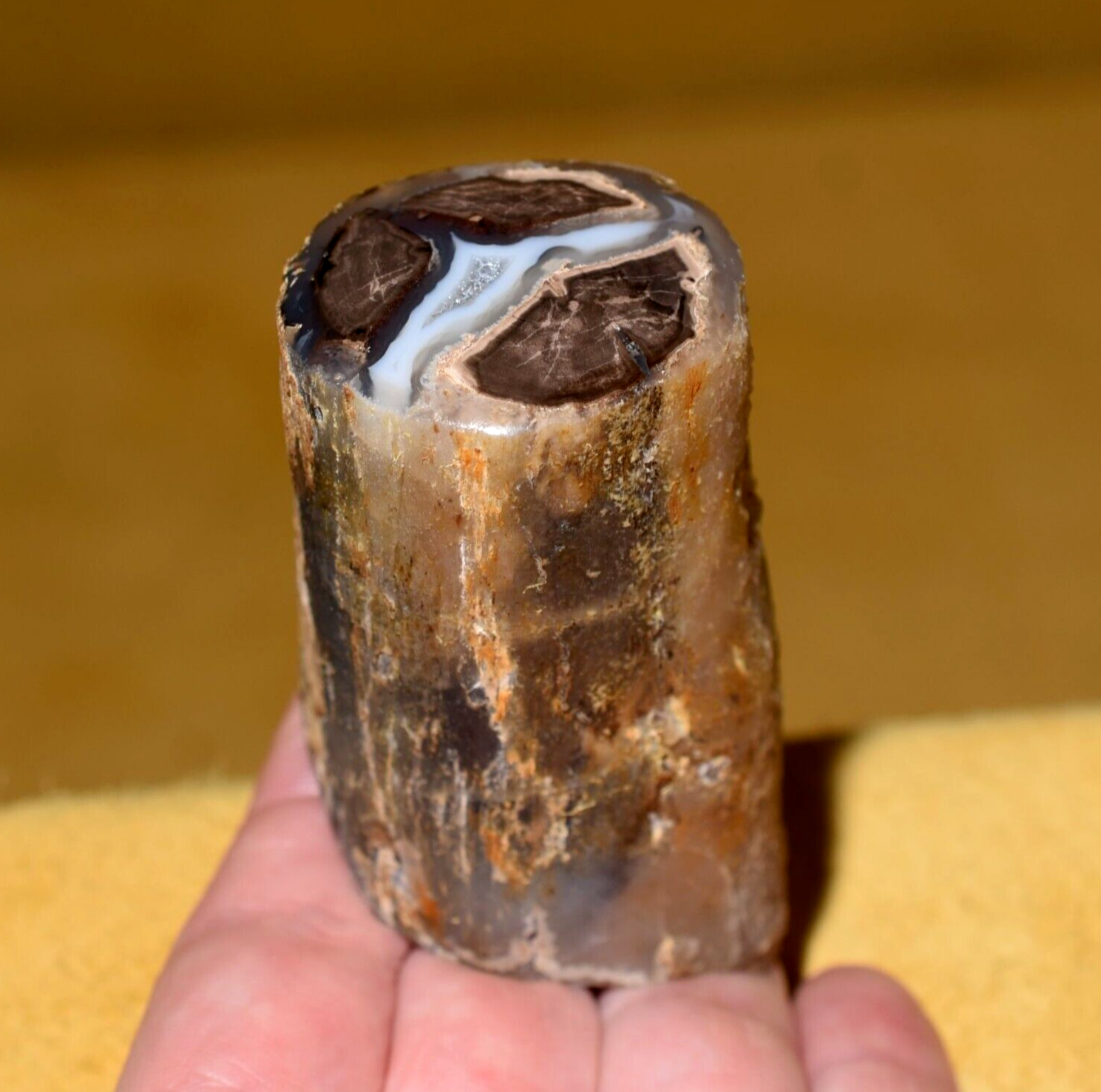 Amazing Blue Forest Agatized Petrified Eocene Wood Fossil Tree Limb ...