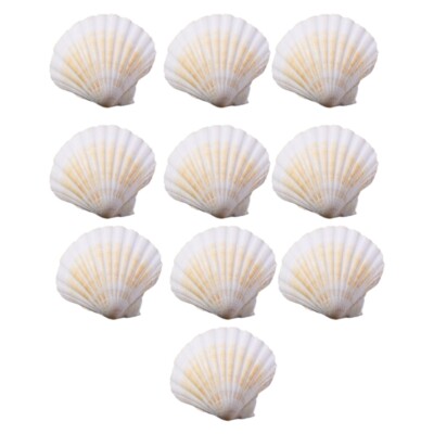 Set of 10 Elegant Natural Scallops Shells Charm for Jewelry Making and ...