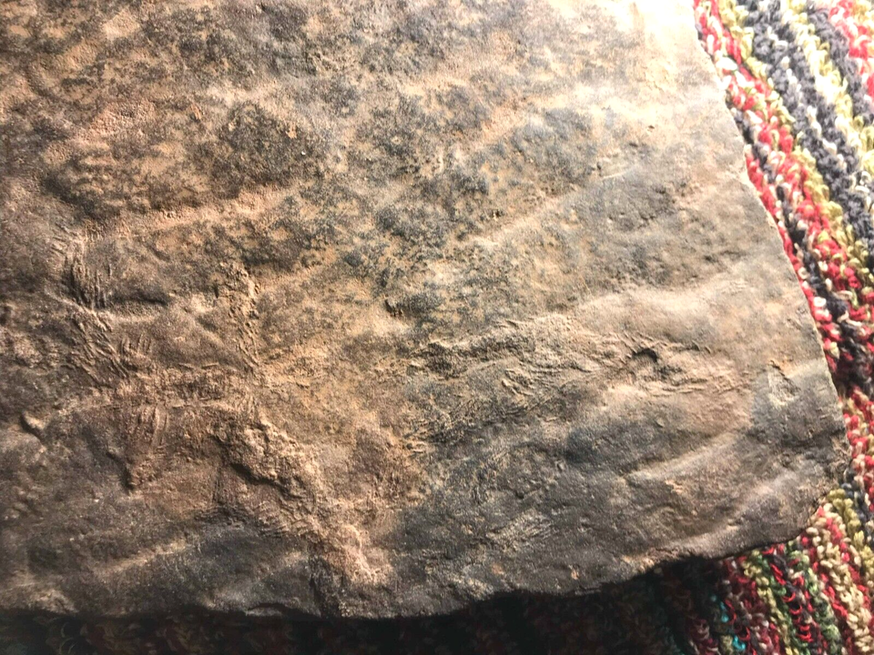 UNIQUE RIPPLE ROCK WORM TRAIL FOSSIL found along Dinosaur tracks ...