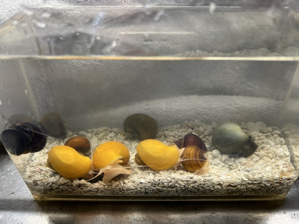 20 Mystery Snails Mixed (Pomacea Bridgesii) Live Freshwater Snail US ...