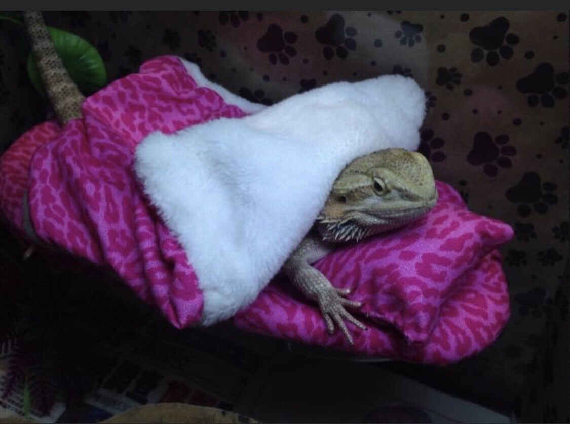 LEOPARD PRINTS #1 LRG ATTACHABLE WHOLE SET SOFT BED COVERS 4 BEARDED ...