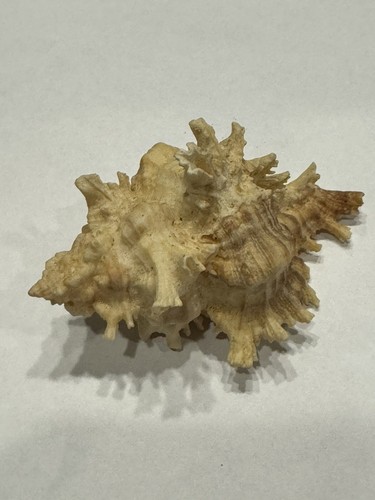 Chicoreus insularum (Pilsbry, 1921) "ENDEMIC: HAWAIIAN ISLANDS MUREX ...