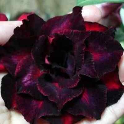 IMMORTALITY 2 Adenium Obesum Grafted Desert Rose Plant | eBay