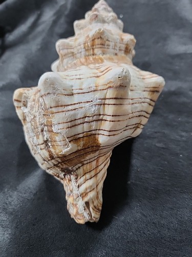 Striped Fox Conch Seashell, Trapezium Horse Shell 171mm Collector ...