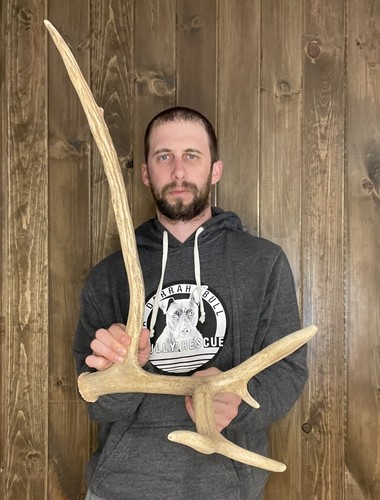 Rare Mini 5pt Pere David Shed 2lb+ Antler Horn Deer Mount Taxidermy Man ...