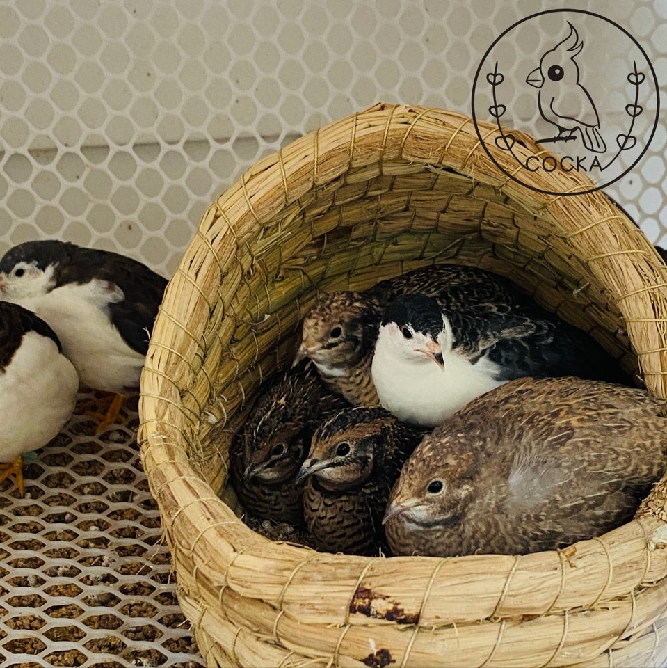 15 Button Quail Hatching Eggs (Fertile Rate Guarantee) Free Shipping ...