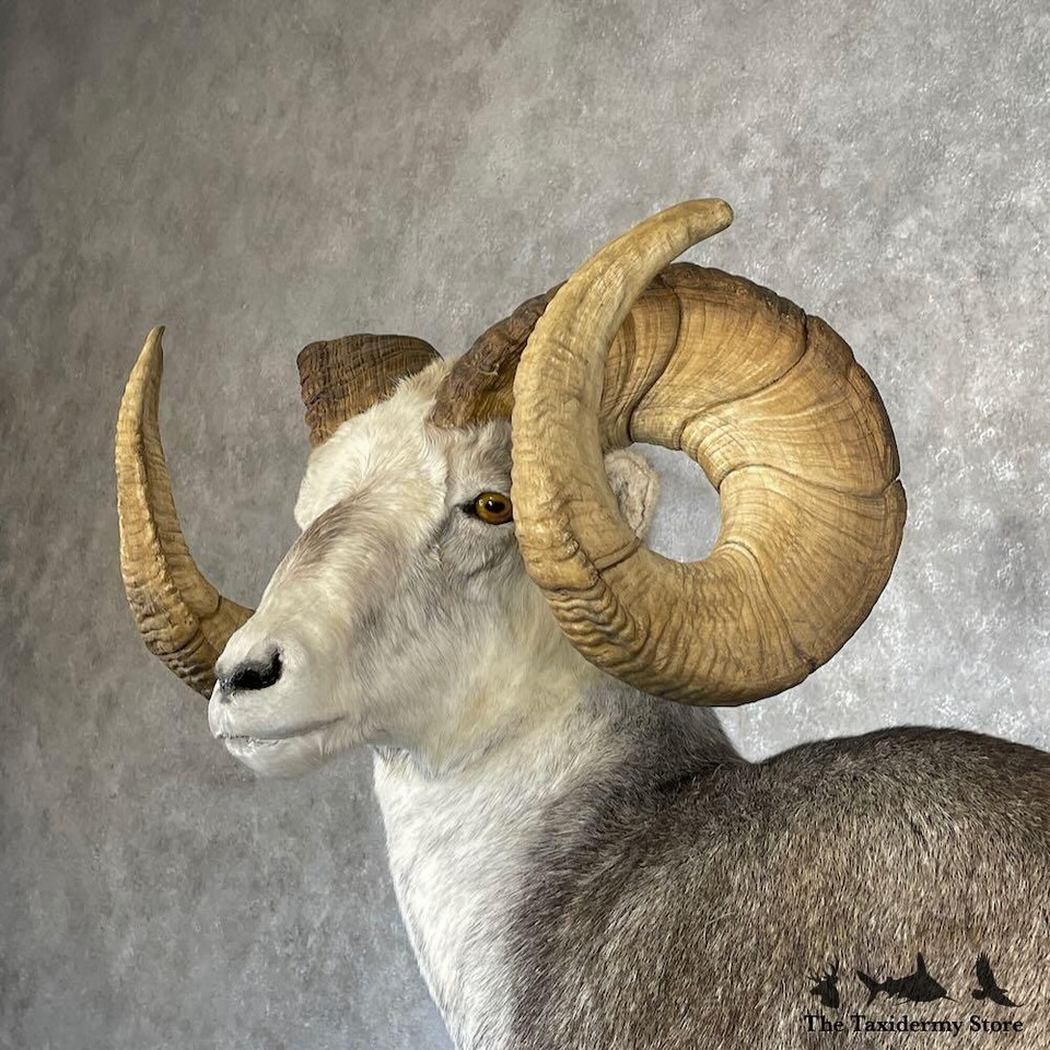 #28096 WC | Stone Sheep Life-Size Taxidermy Mount For Sale | eBay