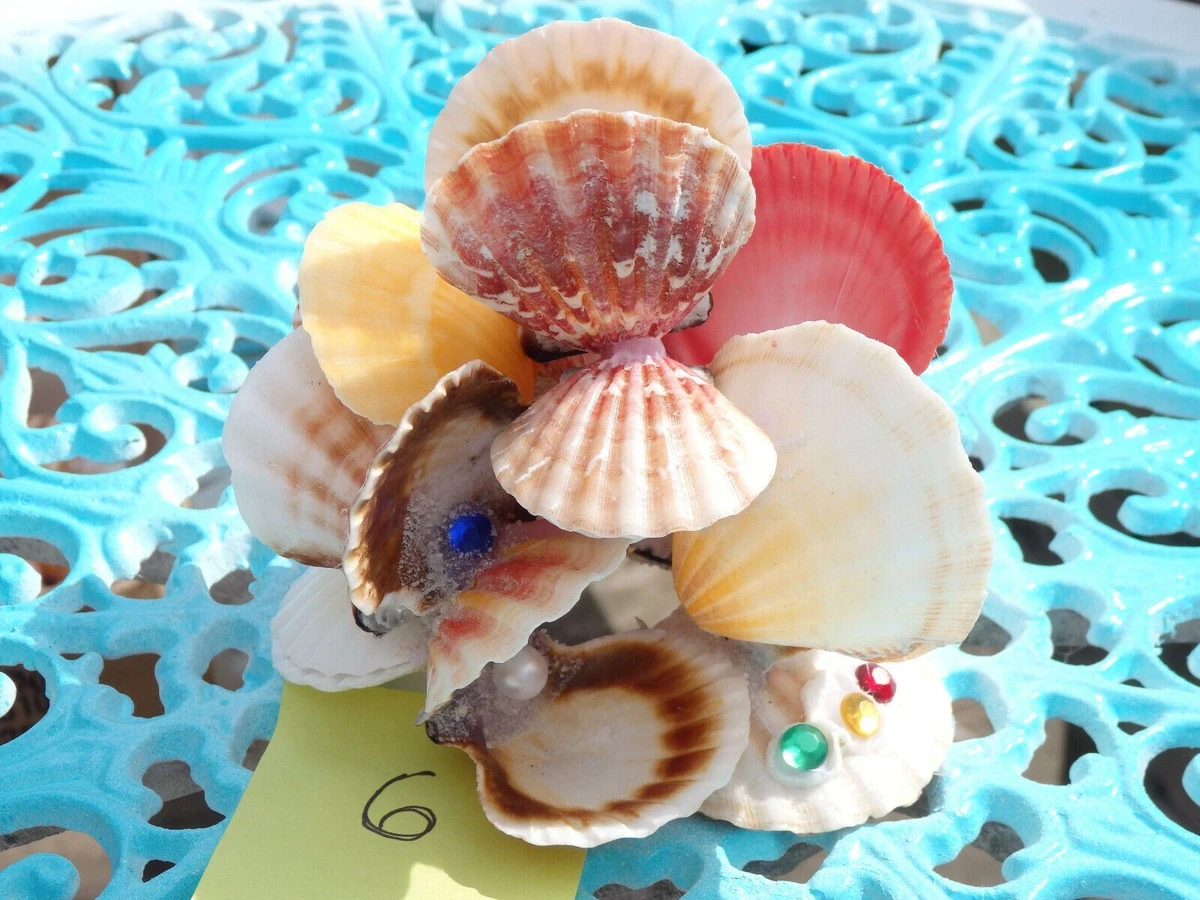 Colourful Sea Shells