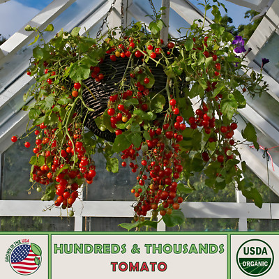 10 Hundreds and Thousands Tomato Seeds, Organic, Open-Pollinated, Non ...