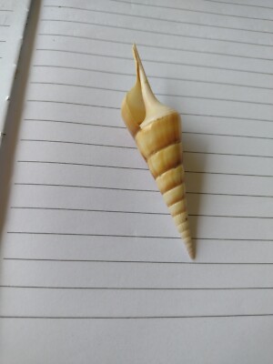 Shin-Bone Tibia Seashell (Tibia Fusus) | eBay