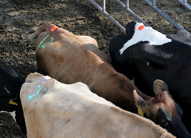 Estrotect Heat Estrus Detector Patches EstroAlert 50 Ct Pink AI ...