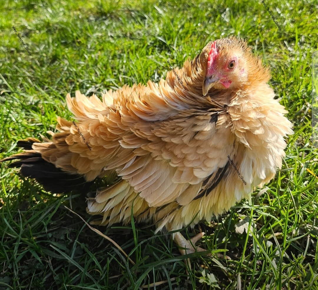 Frizzled Serama Chickens