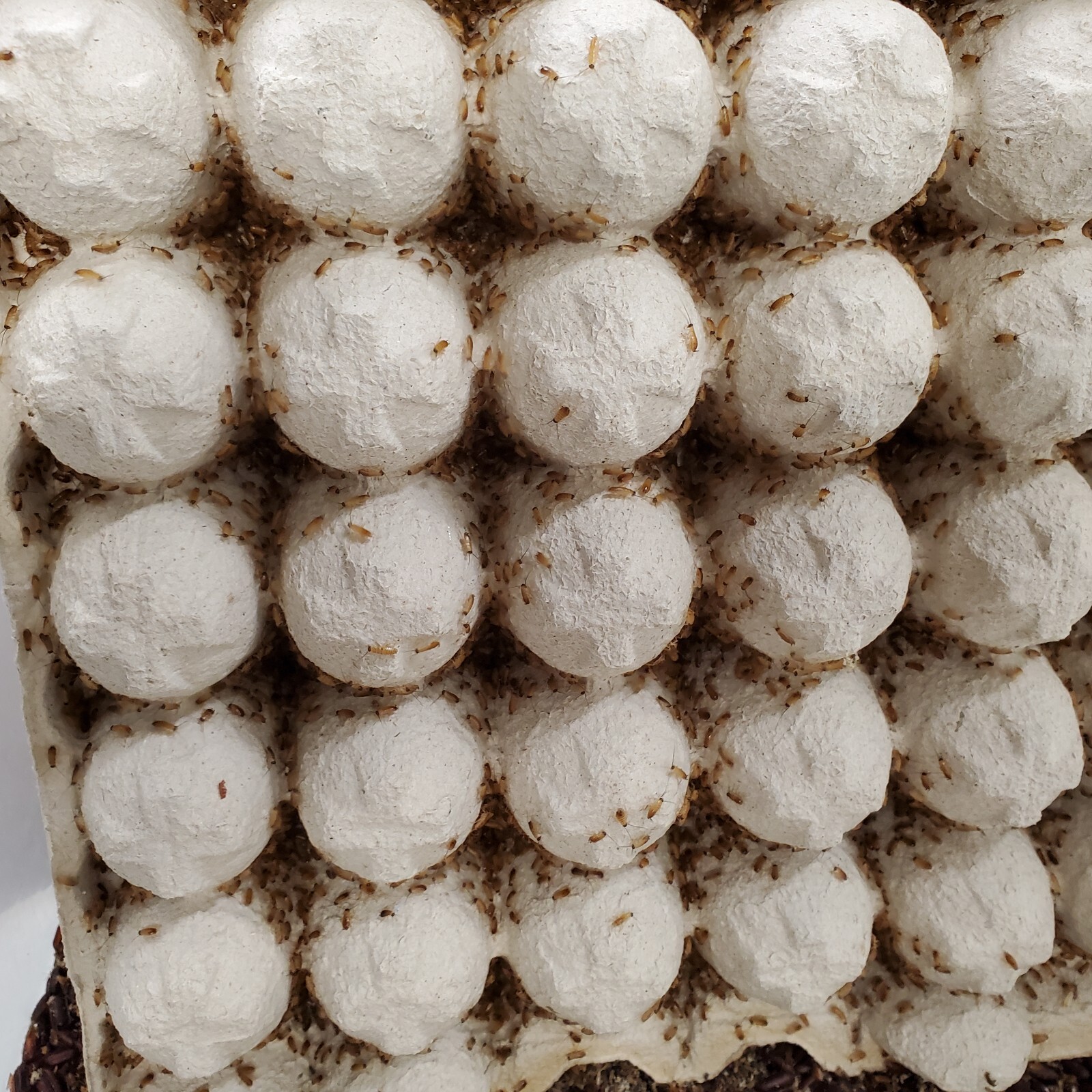 Red Runner Roaches (Blatta Lateralis) Live Feeder Turkish Turkestan ...