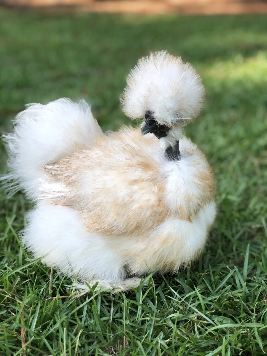 Partridge Silkies Frizzle Cross