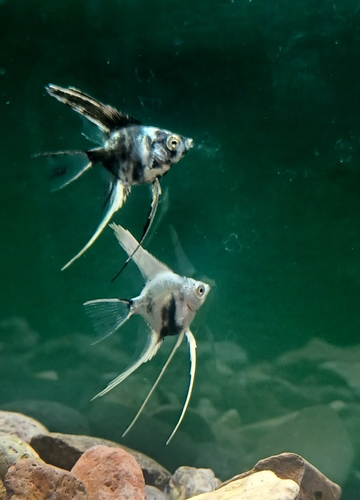 Angelfish Lot of 4 – Electric Blue Marble & Platinum Panda – Live ...