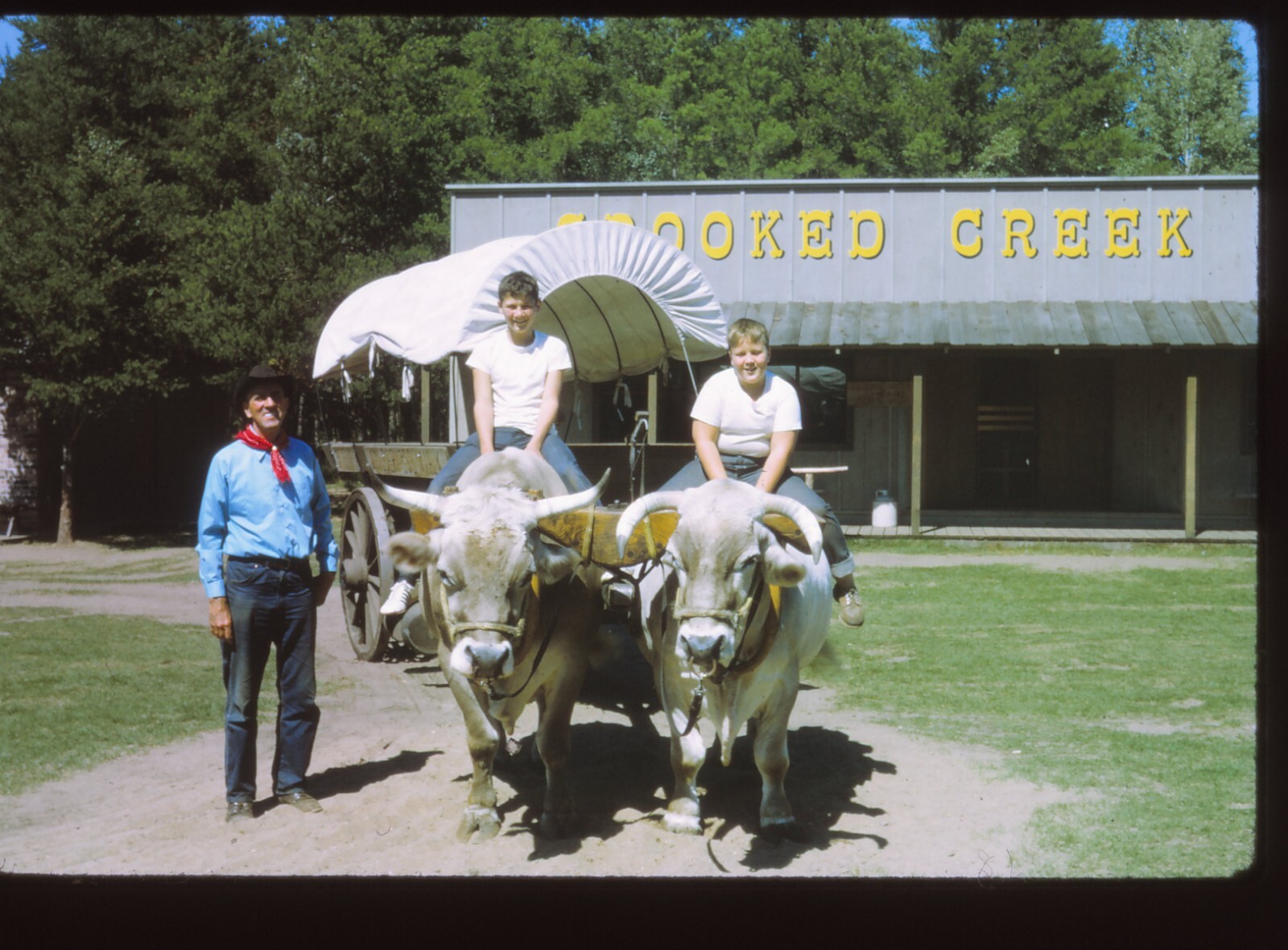 Vintage Photo Film Slide Crooked Creek Boys Riding Oxen Wagon | eBay