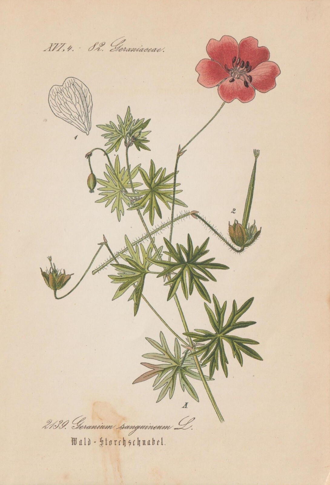 Blood Red Cranesbill (Geranium Sanguineum) Chromolithograph From 1885 ...