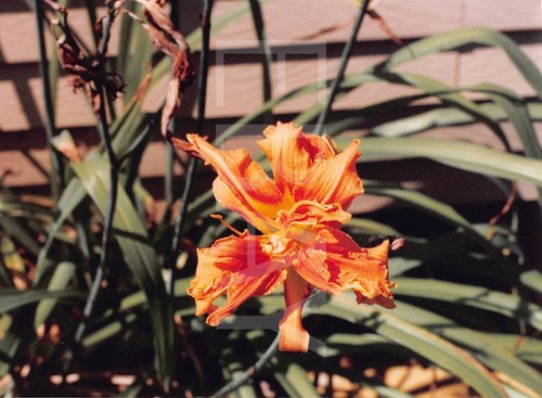 1990s Original Photo 3.5x5 Red Yellow Flowers in the Garden H18 #9 | eBay