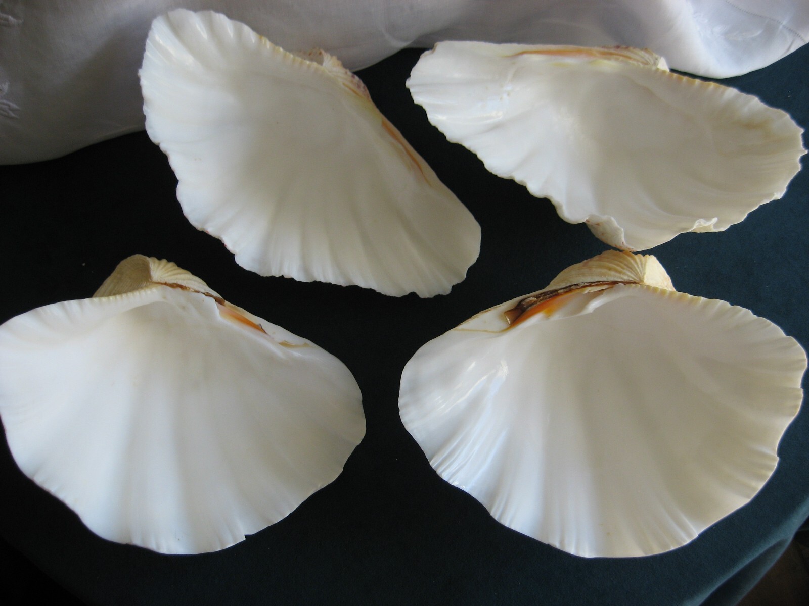 4 Lg. Authentic Half Clam Shells (2 are a pair) (2 - 10x6")(2-9x7") | eBay