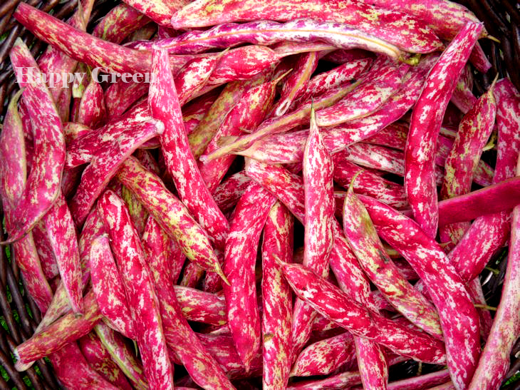 VEGETABLE - DWARF ITALIAN BORLOTTO BEAN - 30 SEEDS - LINGUA DI FUOCO ...