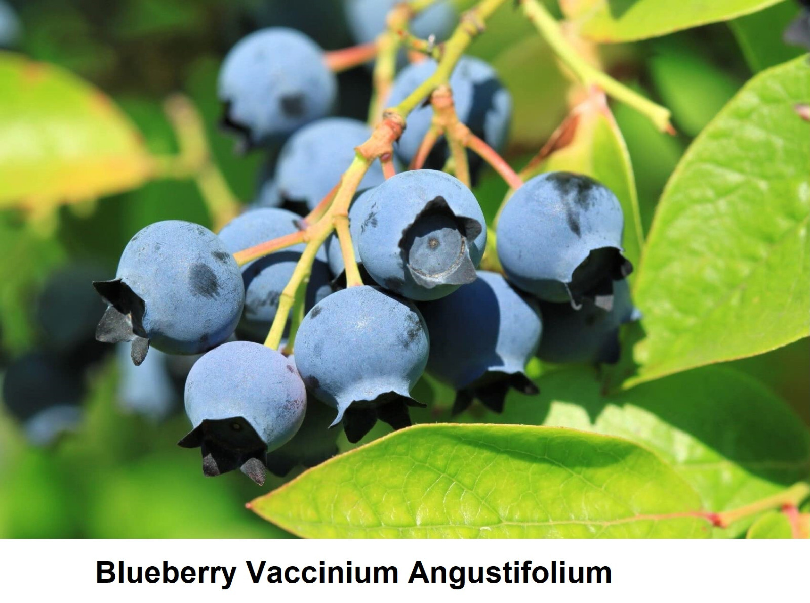Seed Vaccinium Angustifolium Lowbush Blueberry Frost Edible Garden ...