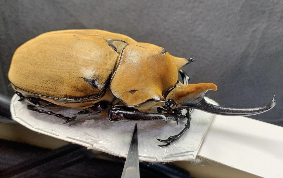 Insects Dynastidae Megasoma elephas elephas From Mexico A1 Pair 123 ...