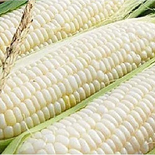 Ohio Heirloom Silver Queen Sweet Corn Seeds - Planting Silver,White | eBay