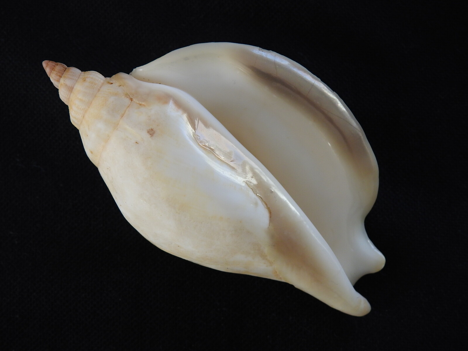 Sea shell Strombus epidromis 89.6mm ID#5924 | eBay
