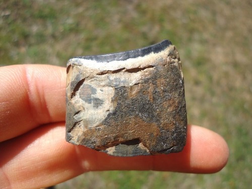 BARGAIN SLOTH CANINE TOOTH FLORIDA FOSSILS ICE AGE EXTINCT JAW BONES ...