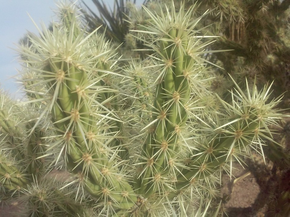 Cholla Cactus Seeds (cylindropuntia fulgida) -30 seeds- | eBay