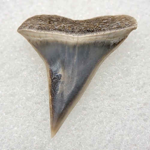 Peruvian Fossil Mako Shark Tooth Great White Ancestor Peru Gem Sharks ...