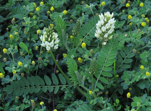 Cicer Milkvetch(Astragalus cicer) 25 fresh seeds | eBay