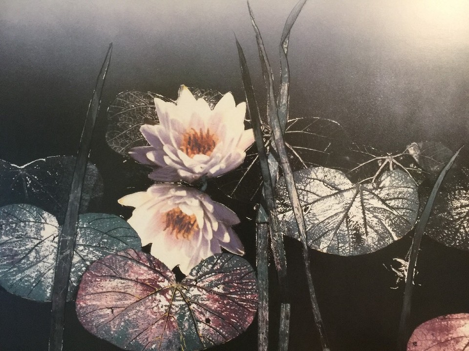 FINE ART LITHOGRAPH: Waterlily Interlude By Dennis Frings 24 X 36 | eBay