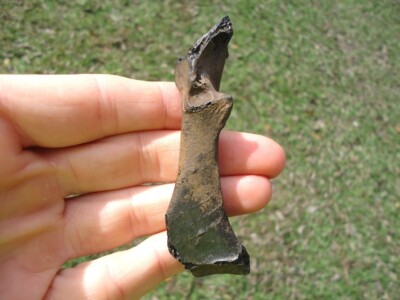 CANADA GOOSE CORACOID FLORIDA FOSSILS ICE AGE EXTINCT BIRD BONES ...