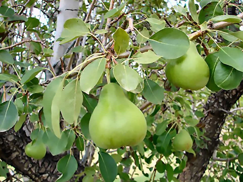 Bartlett Pear, Pyrus communis, ‘Bartlett’, Tree Seeds (Fast, Edible ...